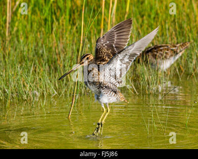common snipe (Gallinago gallinago), in shalow water bathing adult bird ...