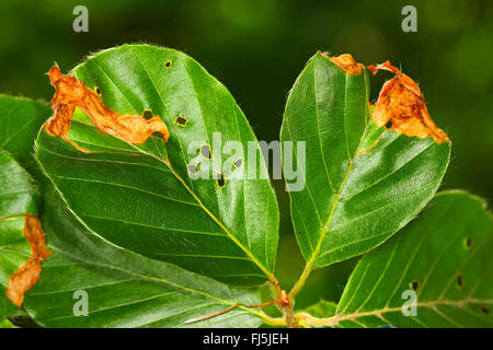 Beech flea weevil, Beech leaf mining weevil, Beech leafminer (Orchestes ...