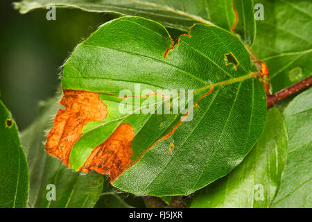 Beech flea weevil, Beech leaf mining weevil, Beech leafminer (Orchestes ...