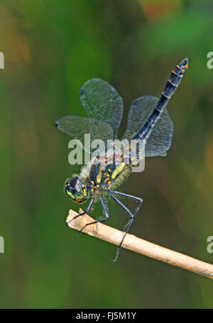Black damselfly (Sympetrum danae), male, North Rhine-Westphalia ...