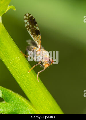 Tephritid fly (Tephritis neesii), Wing-waving female on ox-eye daisy ...