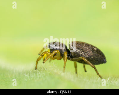 Jumping spider (Heliophanus flavipes), female, Germany Stock Photo - Alamy