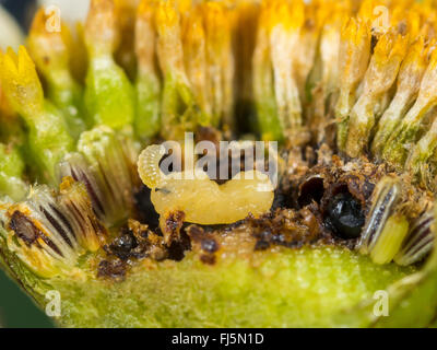 braconids, braconid wasps (Braconidae), larvae eating caterpillar ...
