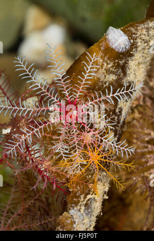Closeup of feather star from top fully open, crinoid,Feather Star or ...