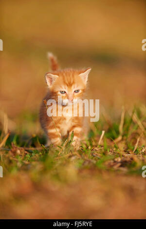 cute red kitten is standing on the white wooden table Stock Photo - Alamy