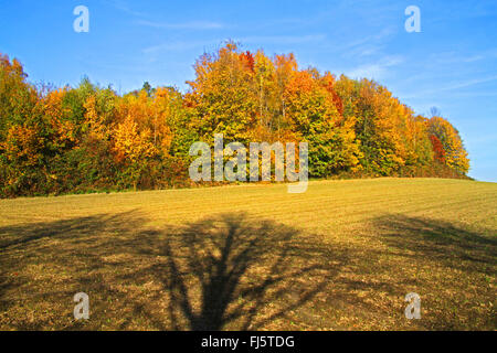 nature reserve Mechtenberg in Essen-Kray in autumn, Germany, North ...