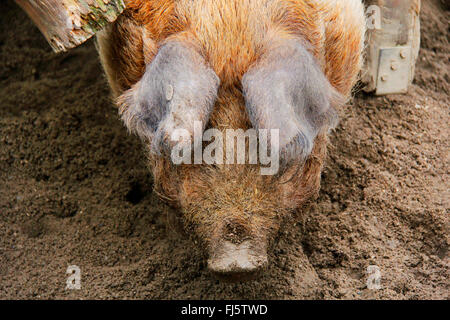 Husum protest pig, Danish protest pig, red-breasted pig Stock Photo - Alamy