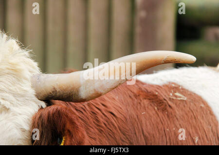 Hinterwald, Hinterwaelder-Rind, Hinterwaelder cattle (Bos primigenius f ...