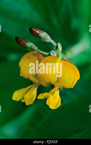 Pigeon pea, Congo pea, Gungo pea, Gunga pea, no-eye pea (Cajanus cajan ...