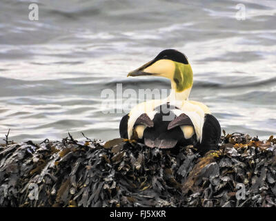 Common Eider drake Stock Photo - Alamy