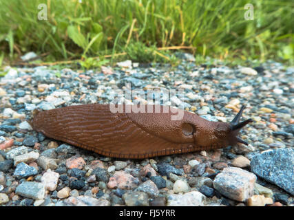 Western Dusky Slug (Arion subfuscus) Mollusca Stock Photo - Alamy