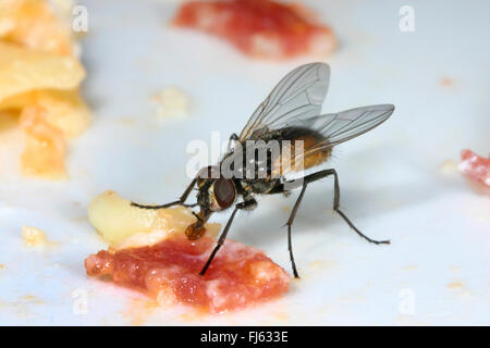 House flies (Musca domestica) eating a crumb of ham on the kitchen ...