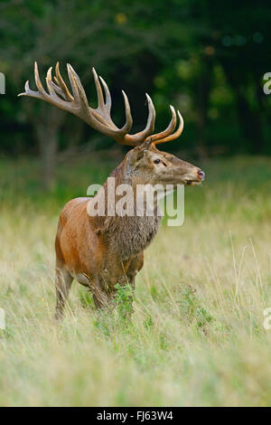 Red deer, Denmark Stock Photo - Alamy