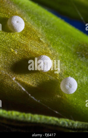 Phengaris alcon, the Alcon blue or Alcon large blue Stock Photo - Alamy