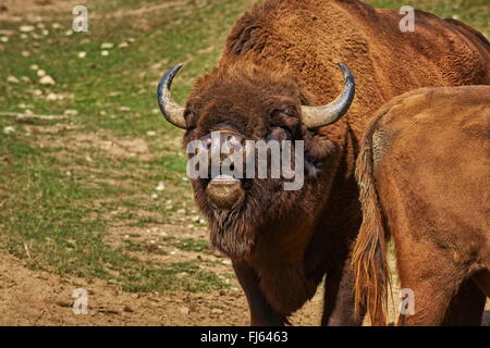 Head closeup of a roaring European bison (Bison bonasus) male, bull in ...