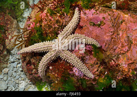 Starfish - Spiny (Marthasterias glacialis) close-up Duckpool, N ...