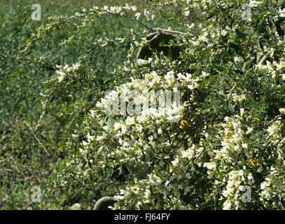 tagasaste or tree lucerne (Chamaecytisus proliferus), endemic to the ...