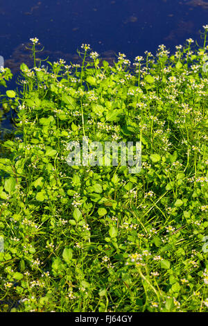 Watercress, One-rowed Watercress, Onerow Yellowcress (Nasturtium ...