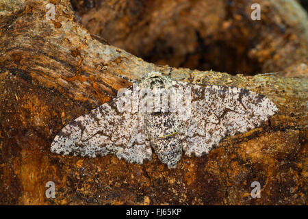 Peppered moth (Biston betularia) adult camouflaged on the trunk of a ...