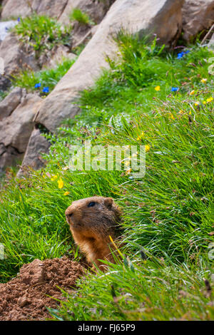 Alpine Marmot (Marmota marmota), looking out of its burrow, Upper ...