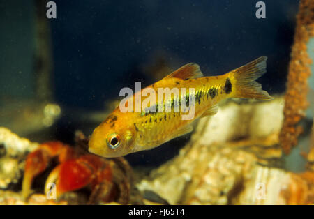 Chinese barb, Barbodes (Puntius) semifasciolatus Stock Photo - Alamy