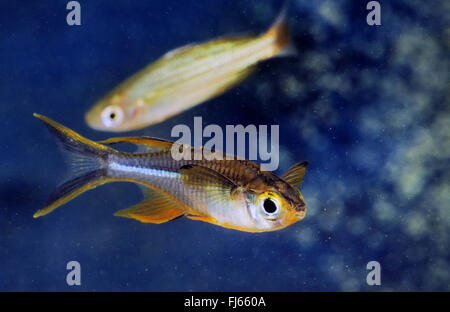 Celebes Sunrayfish, Celebes Rainbowfish (Marosatherina ladigesi ...