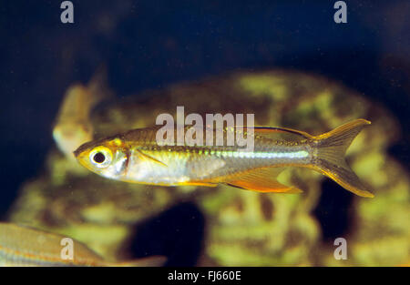 Celebes Sunrayfish, Celebes Rainbowfish (Telmatherina ladigesi ...