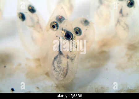 tubenose goby (Proterorhinus marmoratus, Gobius marmoratus), eggs with ...