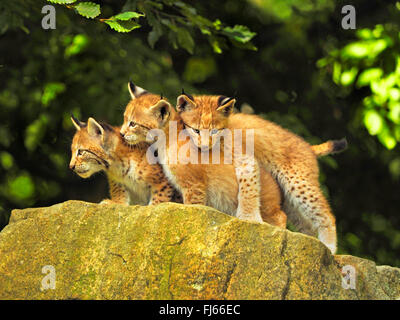 northern lynx (Lynx lynx lynx), pups, Germany, Bavaria Stock Photo - Alamy