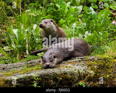 Two Eurasian (Lutra lutra) otters on the shore of a little lake in the ...