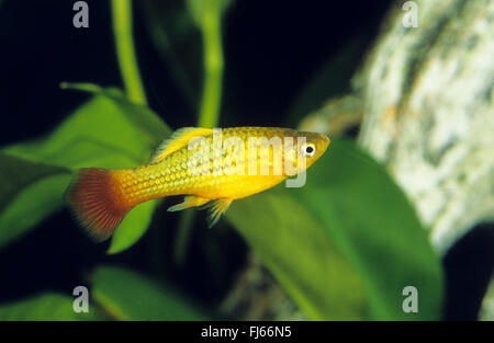 variegated platy, variatus swordtail, variable platyfish (Xiphophorus ...