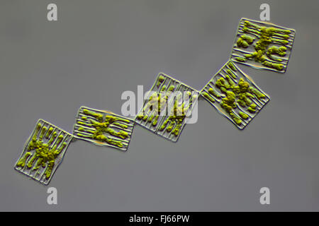 Tabellaria flocculosa.Diatom.Seawed.Algae.Optic microscopy Stock Photo ...