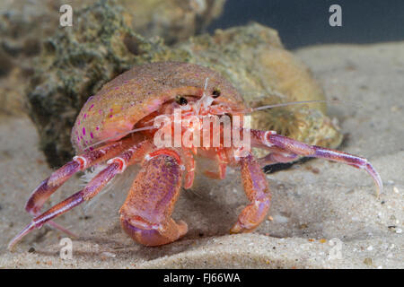 Hermit crab - Eupagurus prideaux with commensal Cloak Anemone - Adamsia ...