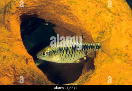 Checkered barb, Checkerboard, Island barb (Oliotius oligolepis, Puntius ...