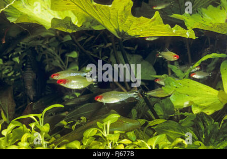 Firehead tetra (Hemigrammus bleheri), small school Stock Photo - Alamy