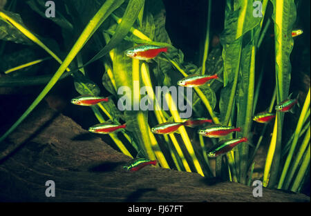 Cardinal tetra (Paracheirodon axelrodi, Cheirodon axelrodi ...