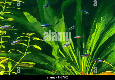 Cardinal tetra (Paracheirodon axelrodi, Cheirodon axelrodi ...