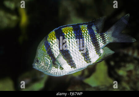 Abudefduf saxatilis Sergeant Majors, Atlantic Ocean, Caribbean, Cuba ...