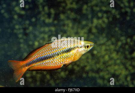 Goyder River rainbowfish (Melanotaenia trifasciata Stock Photo - Alamy