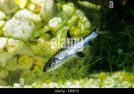 Balantiocheilos melanopterus Tropical Aquarium Fish Stock Photo - Alamy
