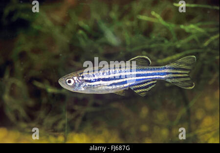 Zebrafish 'Danio rerio' Stock Photo - Alamy