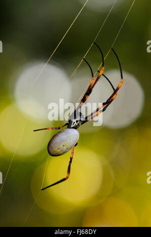 silk spiders (Nephilengys spec.), spider in its web, New Caledonia, Ile ...