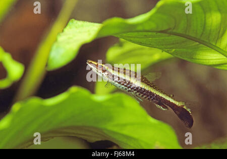 Three-striped pencilfish, Tube-mouthed pencilfish, Hochey stick ...