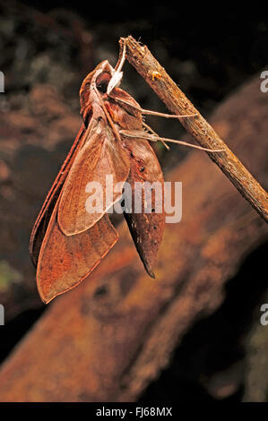 hawkmoths, sphinx moths (Sphingidae), tropical hawkmoth on a stone ...