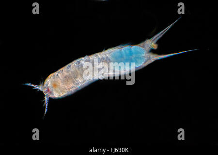 copepods (Copepoda), female Stock Photo - Alamy