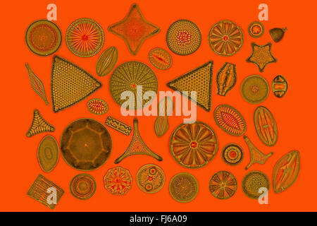 diatom (Diatomeae), different arranged diatoms Stock Photo - Alamy