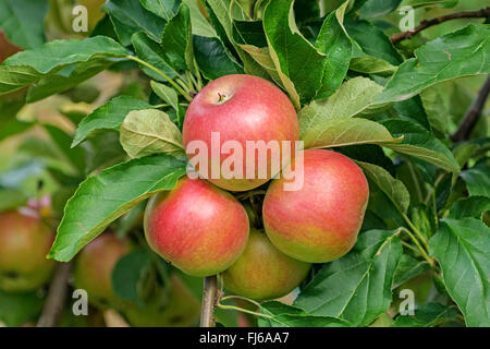 Apple 'Idared' on tree, (Malus x domestica Stock Photo - Alamy