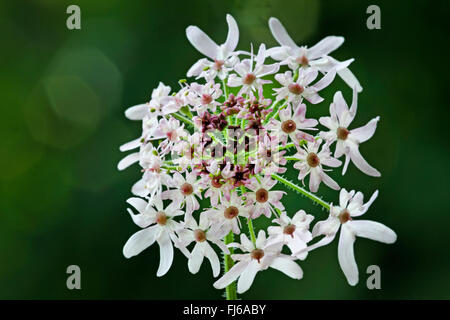 Pink hogweed. Heracleum sphondylium flower head and florets in ...