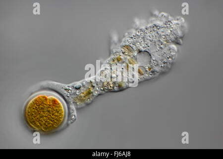 blue-green alga (Chroococcus spec.), cell division Stock Photo - Alamy