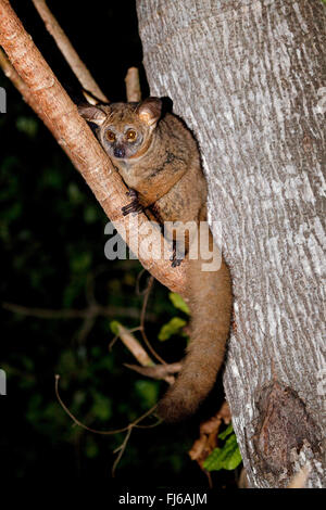 Senegal bush baby, lesser bush baby, Senegal galago (Galago ...
